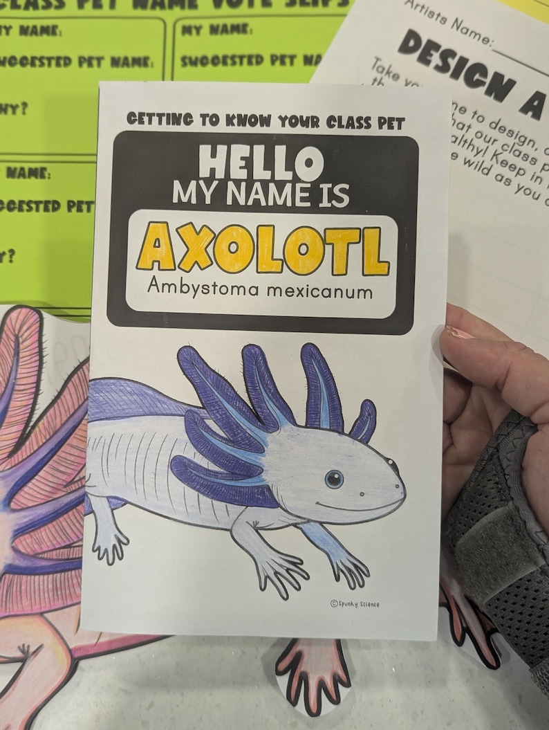 Axolotl Class Pet Activity – STEM, Reading, Research, Writing & Drawing ...