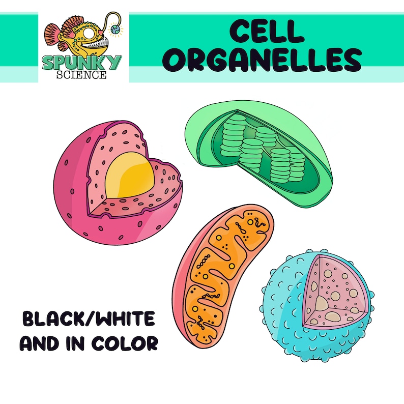 Cell Organelles Commercial Clip Art Set - Etsy
