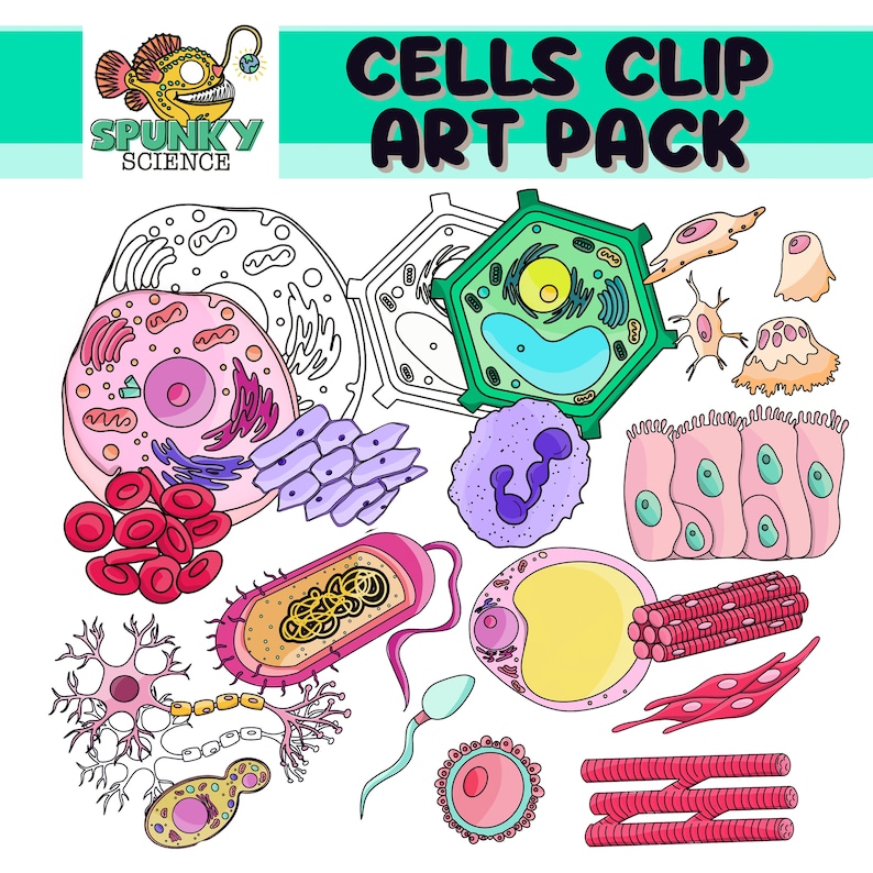 Cell Clip Art Animal, Bacteria, Plant Cell Collection of 36 - Etsy