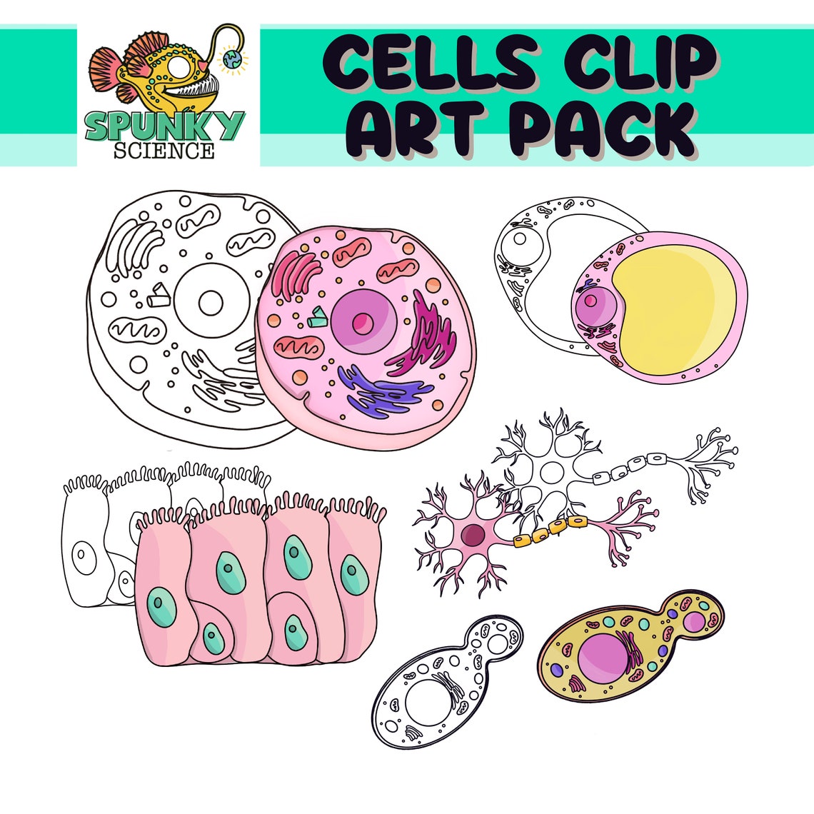 Cell Clip Art Animal, Bacteria, Plant Cell Collection of 36 - Etsy