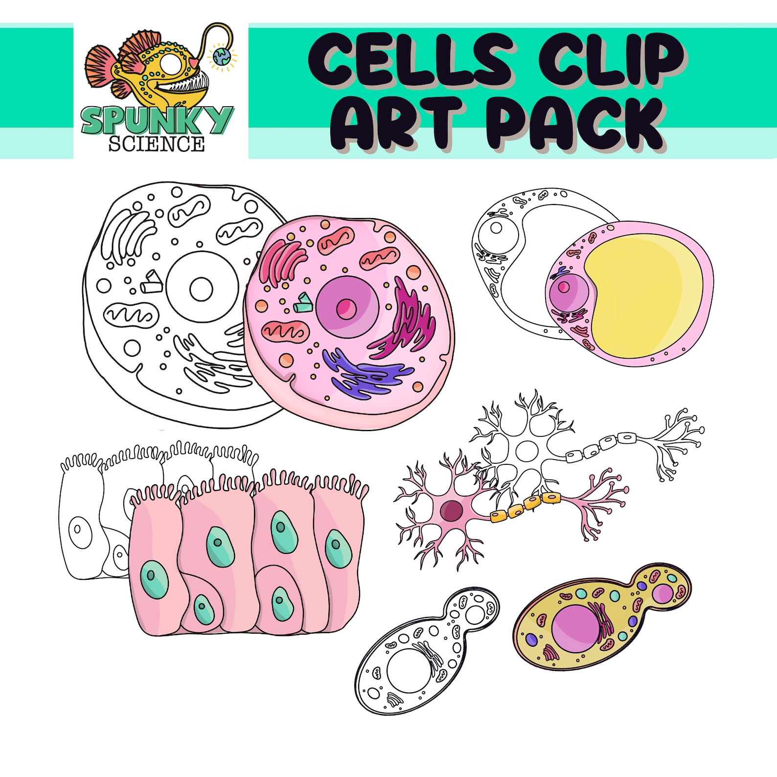 Cell Clip Art- Animal, Bacteria, Plant Cell Collection of 36 - Etsy