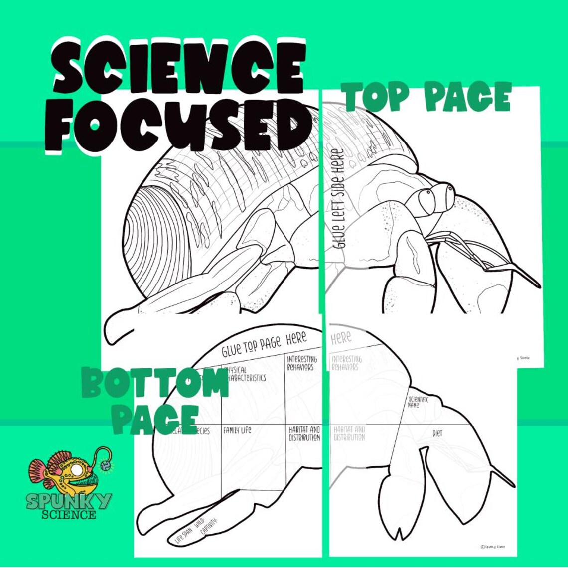 Hermit Crab Class Pet Activity – Reading, Writing, Research & Drawing ...