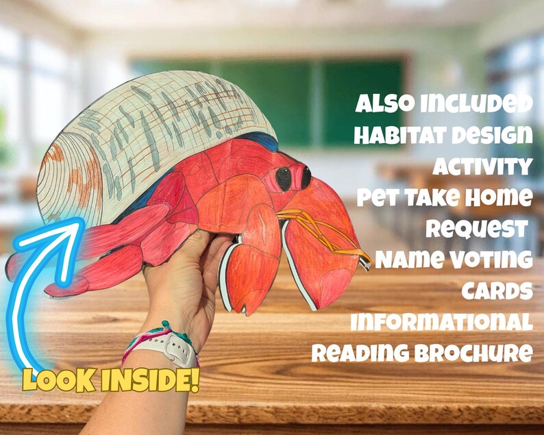 Hermit Crab Class Pet Activity – Reading, Writing, Research & Drawing ...