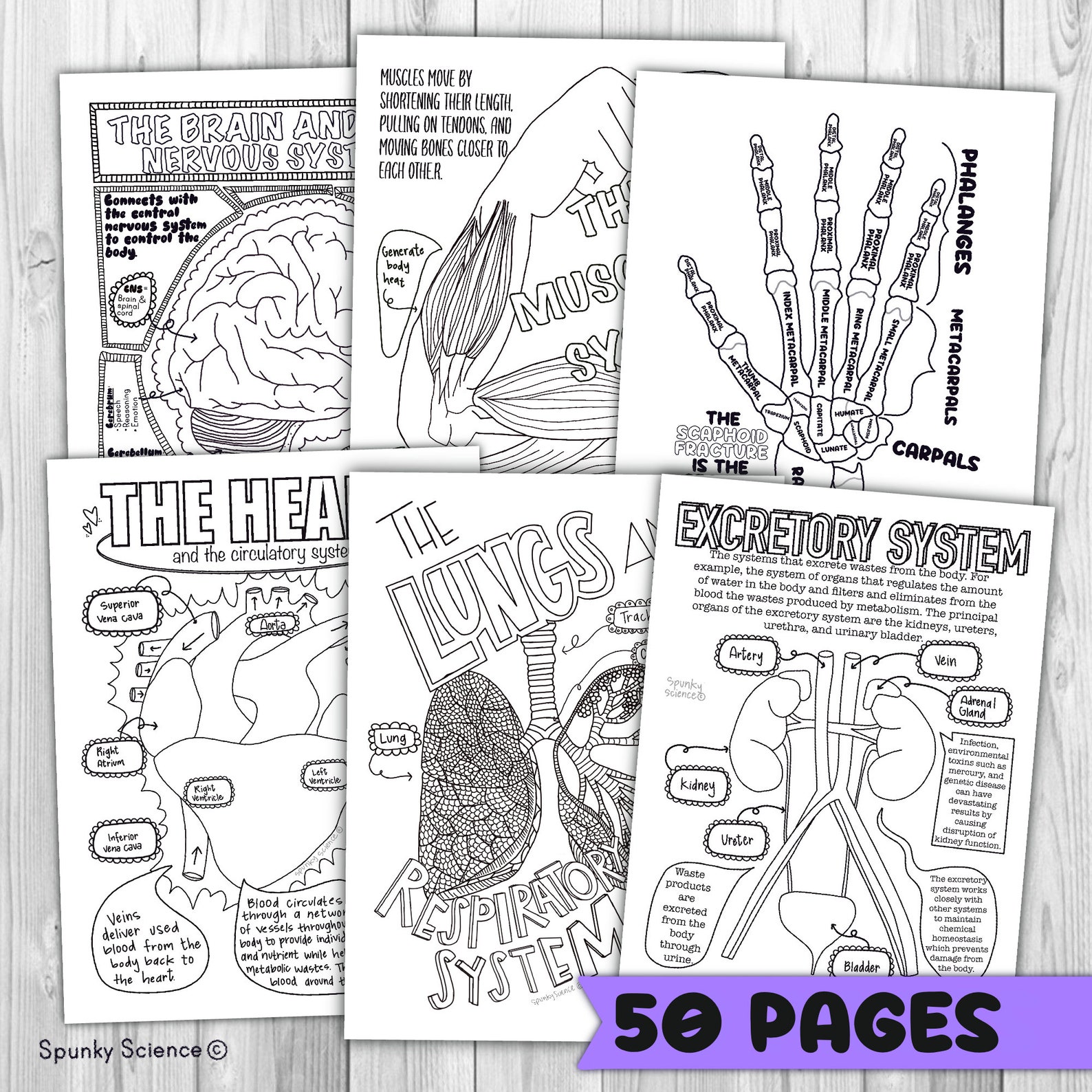 Cells to Body Systems Coloring Book - Etsy