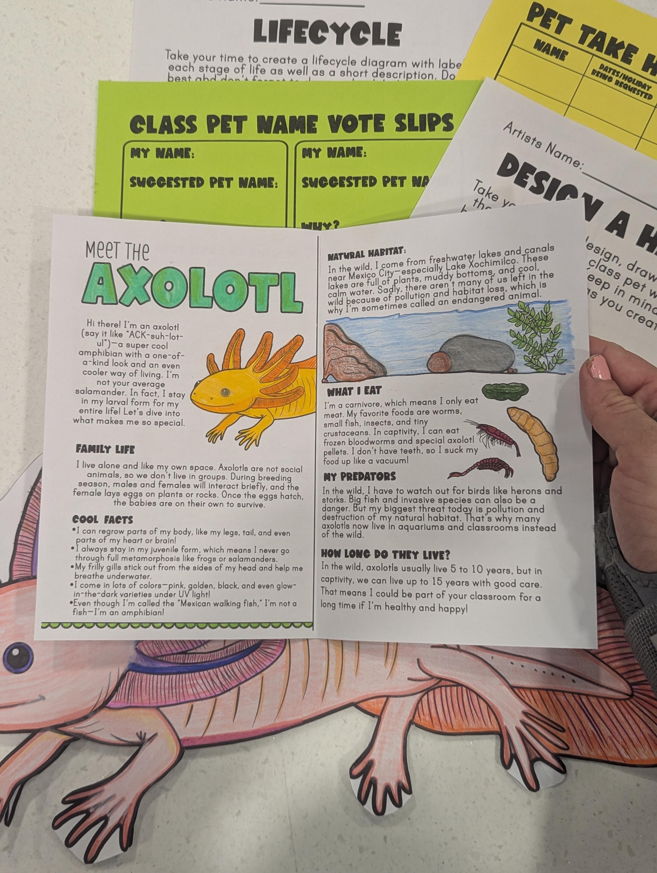 Axolotl Class Pet Activity – STEM, Reading, Research, Writing & Drawing ...