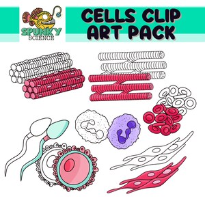 Cell Clip Art- Animal, Bacteria, Plant Cell Collection of 36 - Etsy