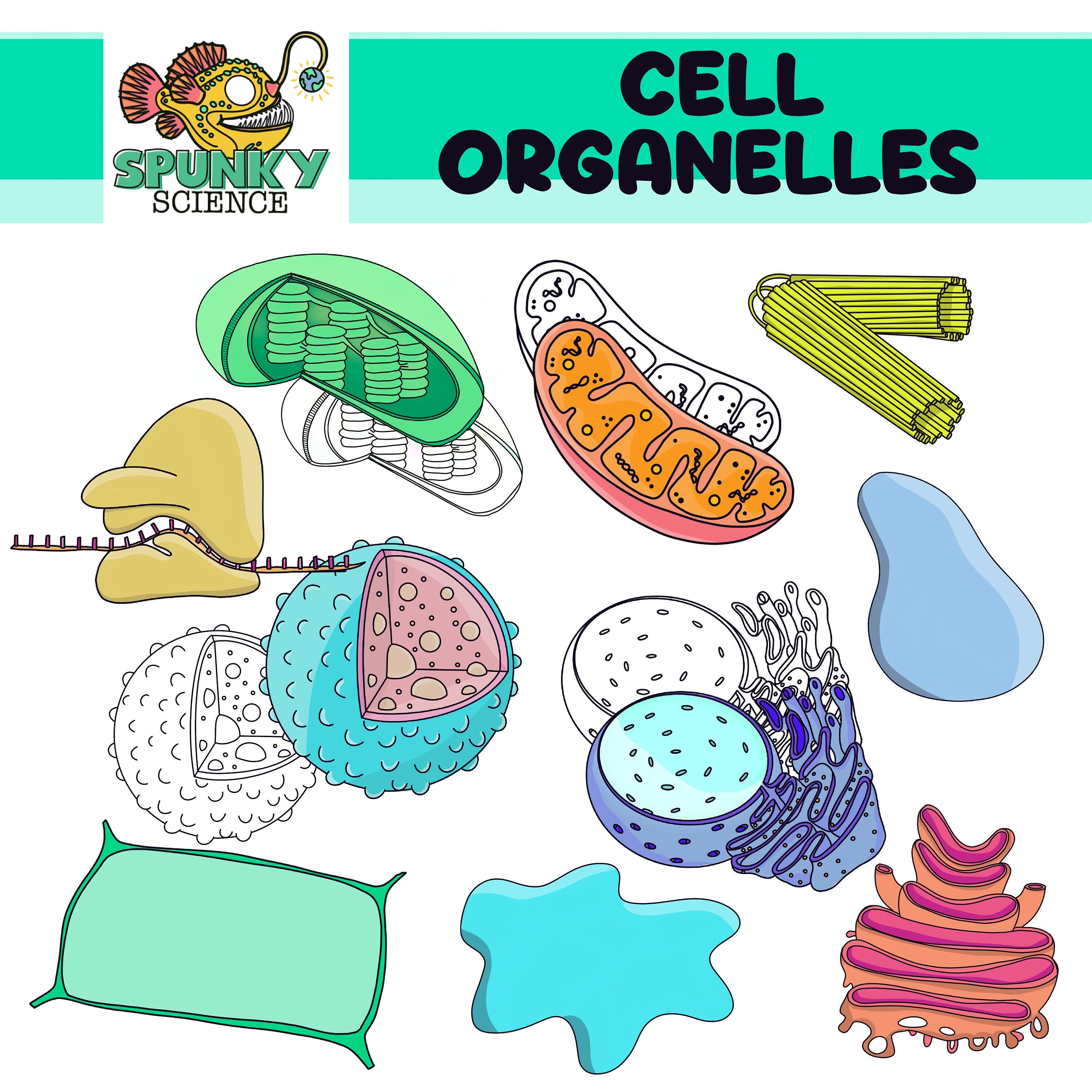 Cell Organelles Clip Art Set - Etsy