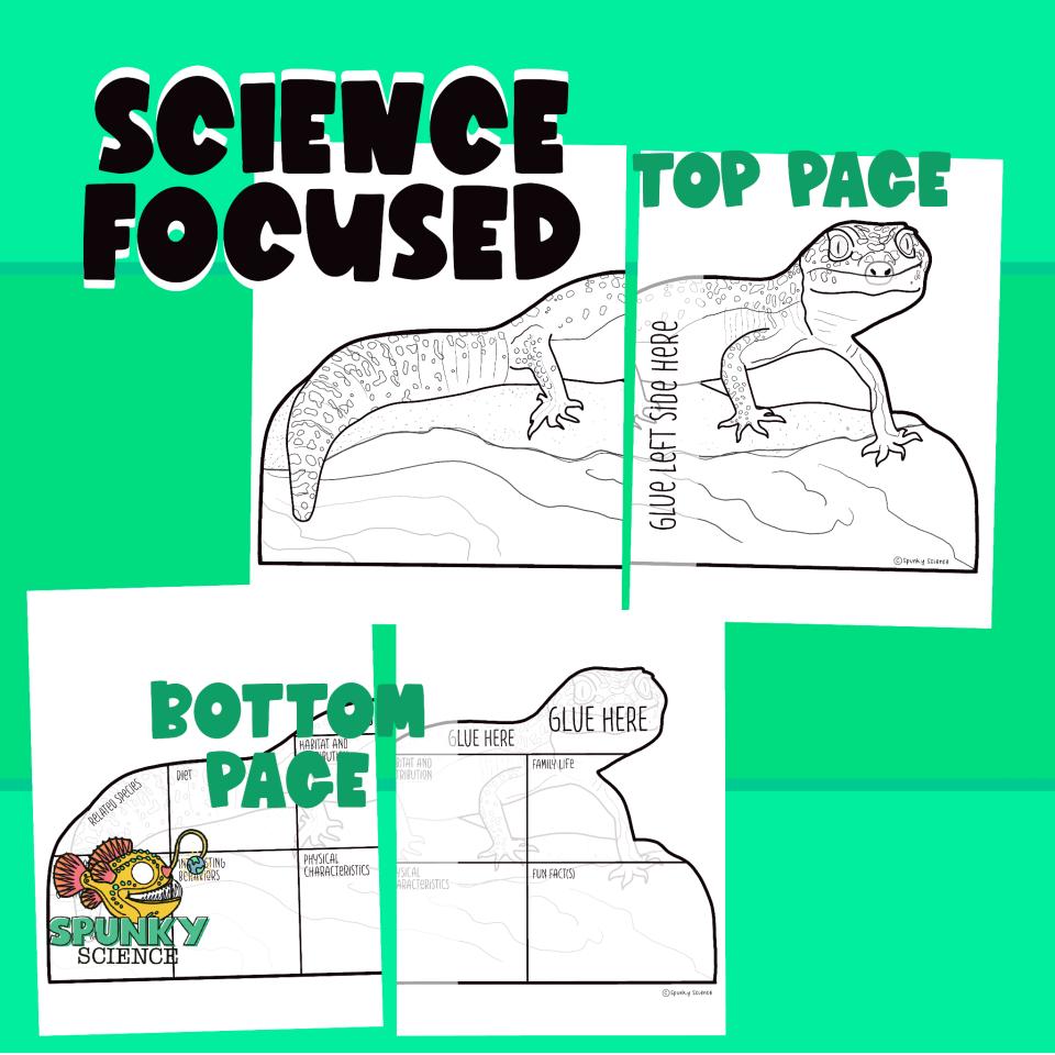 Meet the Class Leopard Gecko-a STEM Introduction - Etsy
