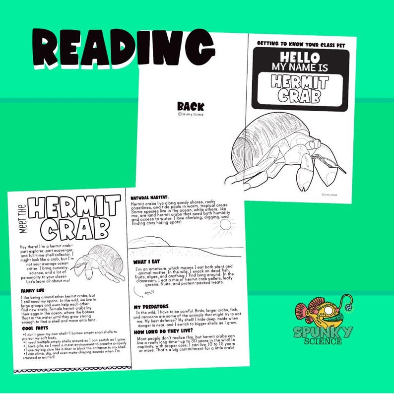 Hermit Crab Class Pet Activity – Reading, Writing, Research & Drawing ...