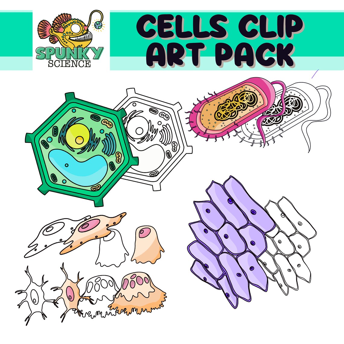 Cell Clip Art- Animal, Bacteria, Plant Cell Collection of 36 - Etsy
