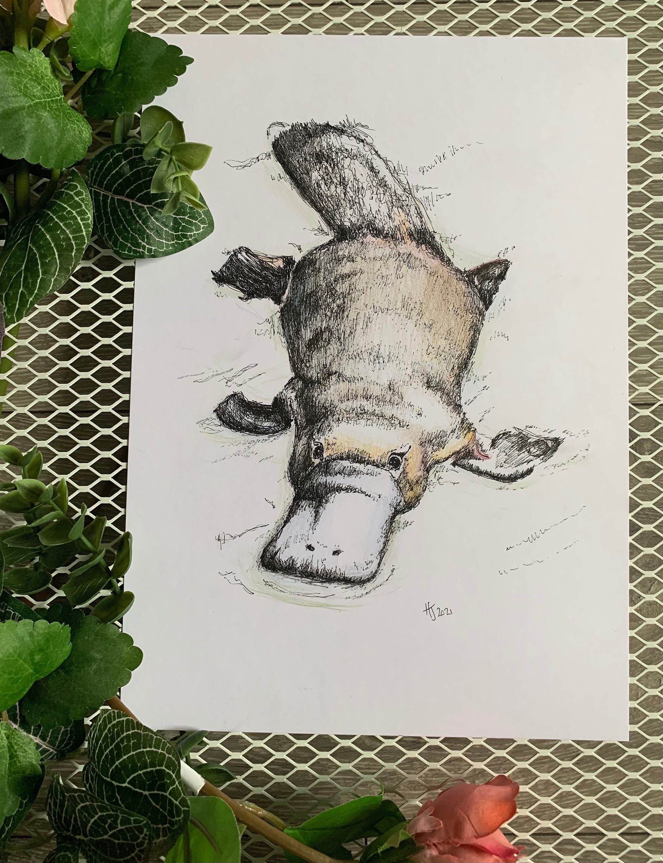 Platypus Drawing