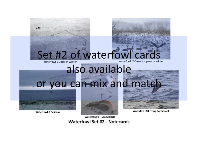 Waterfowl Card Set #1, Swans, Geese/goslings, Seagull, Heron, Cormorant ...