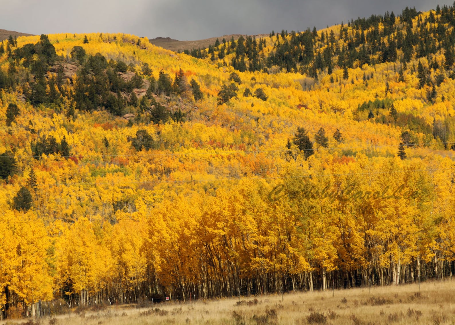Fall in Colorado - a Set of 10 5x7 Notecards of Colorado Autumn Scenes ...