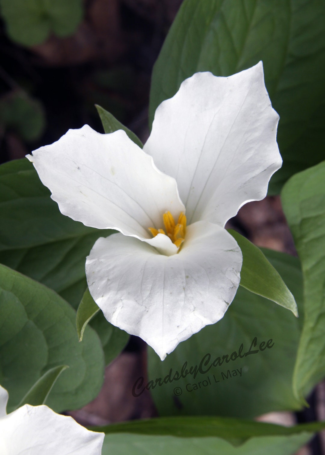 Trillium Notecards - Set of 10 5x7 Note Cards (greeting Cards) - White ...