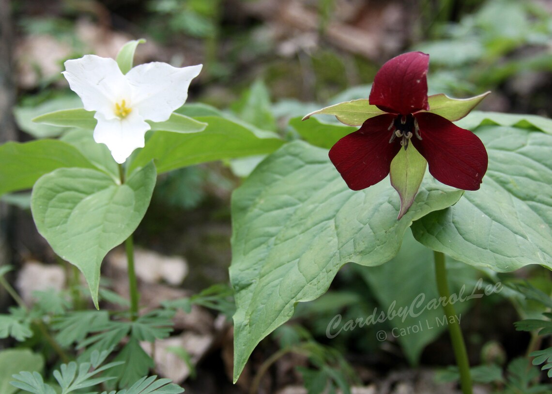 Trillium Notecards - Set of 10 5x7 Note Cards (greeting Cards) - White ...