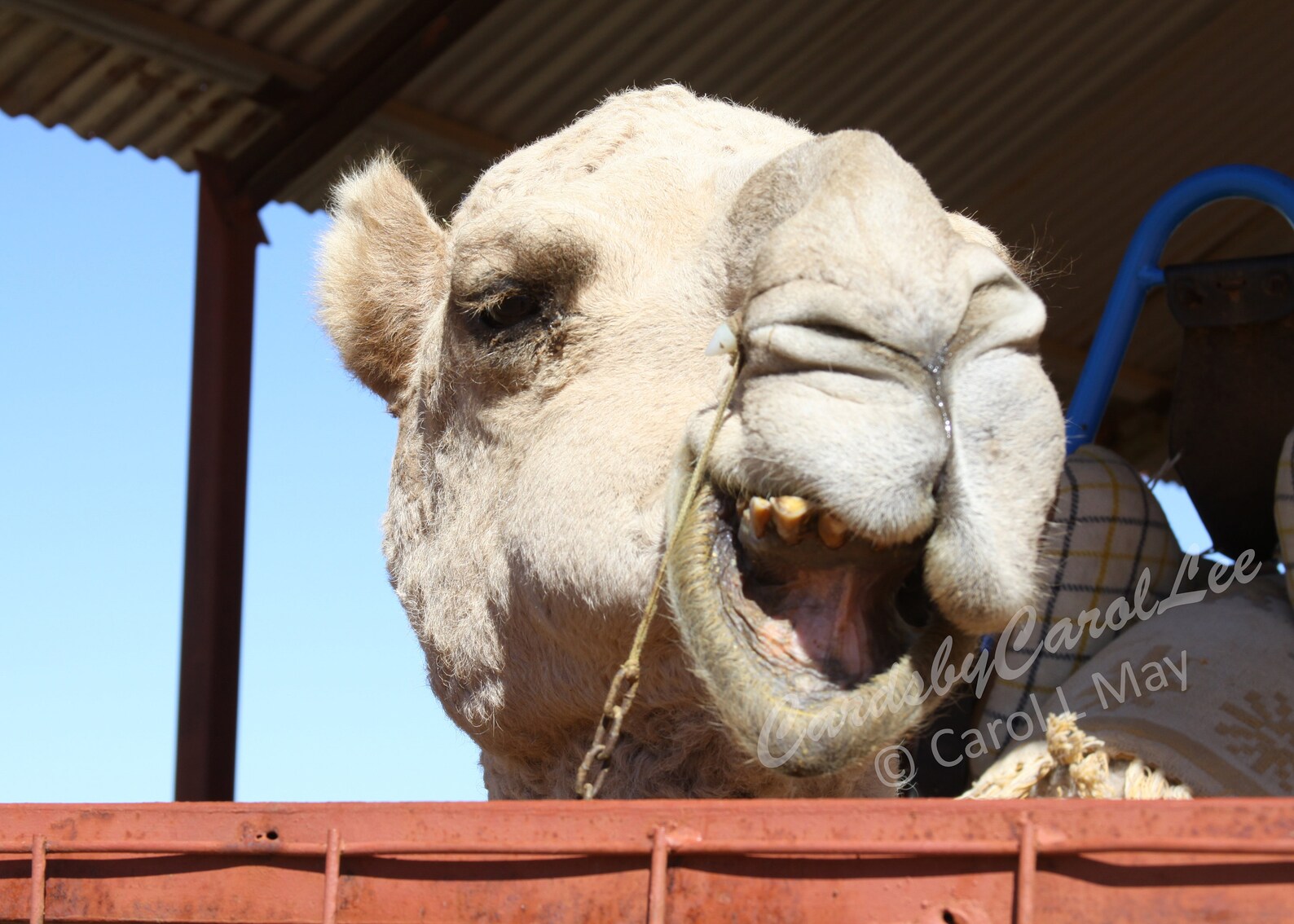 Laughing Camel 5x7 Notecards - Set of 10, Set of 5, or Single Card ...