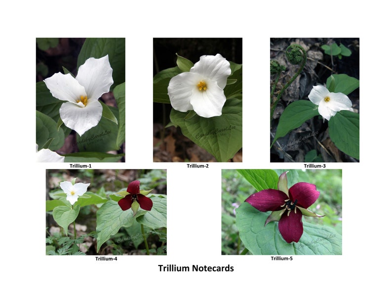 Trillium Notecards - Set of 10 5x7 Note Cards (greeting Cards) - White ...