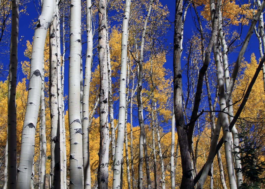 Fall in Colorado - a Set of 10 5x7 Notecards of Colorado Autumn Scenes ...