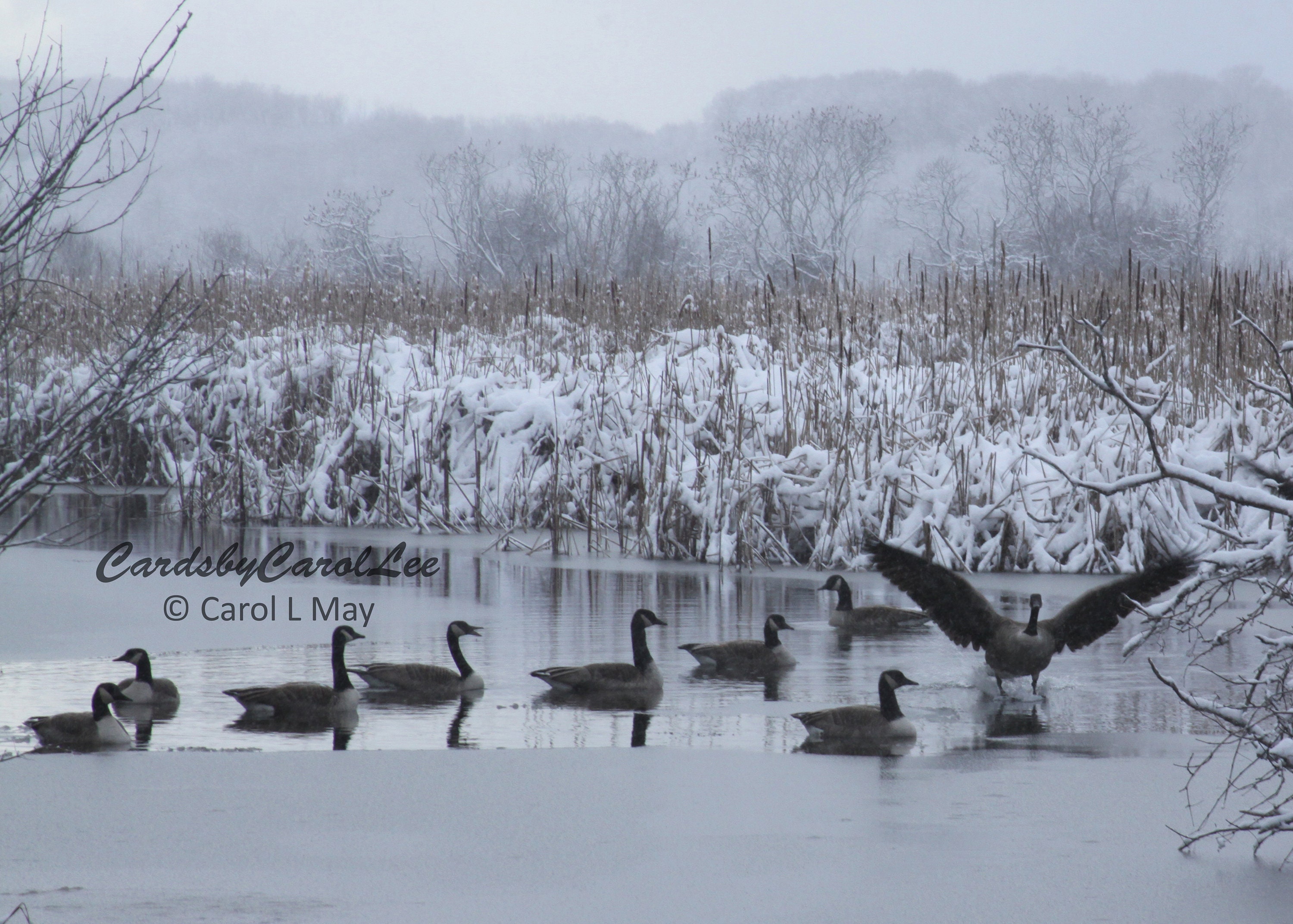 Waterfowl Card Set #2, Ducks, Geese, Pelicans, Seagull, Cormorant - a ...