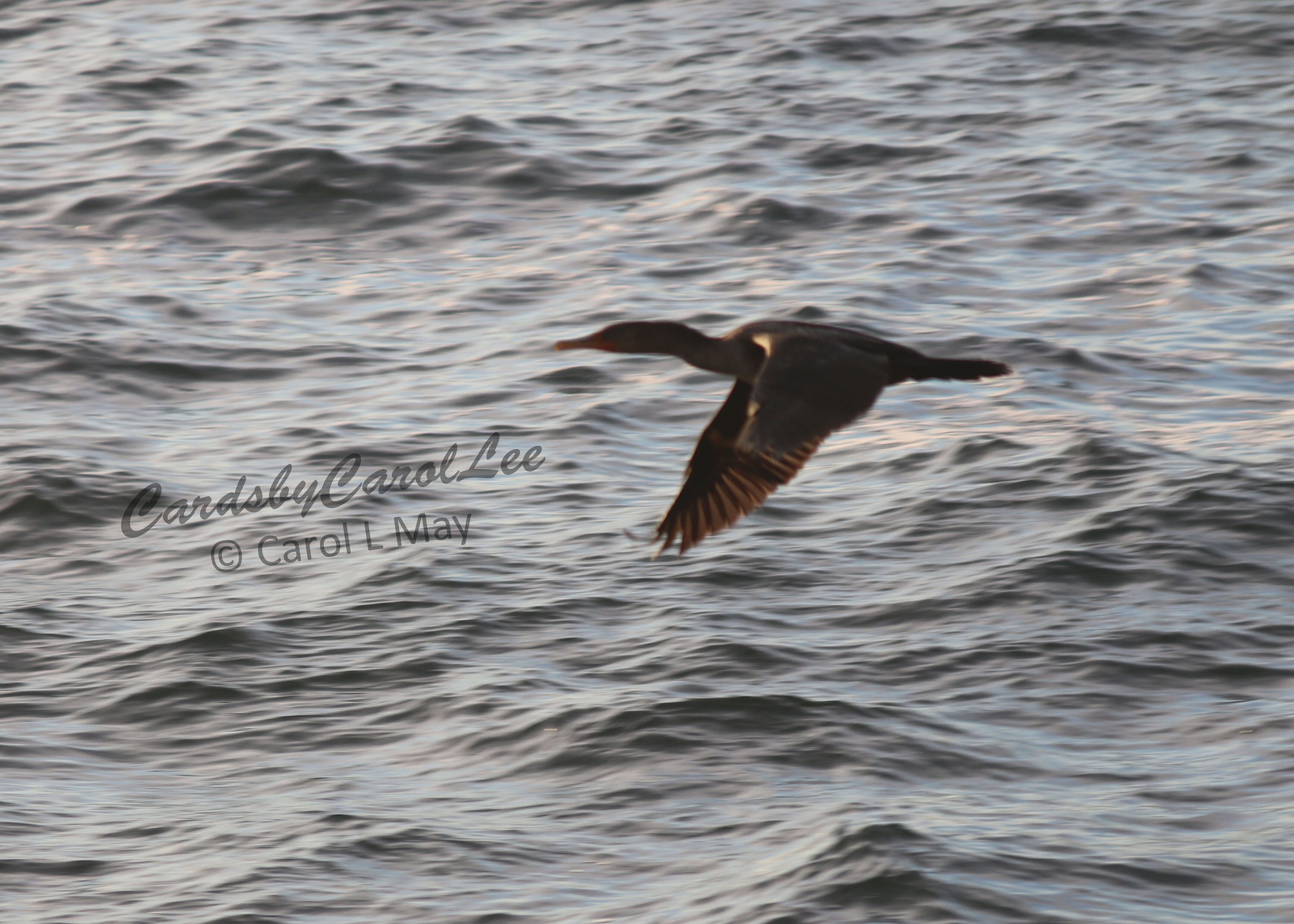 Waterfowl Card Set #2, Ducks, Geese, Pelicans, Seagull, Cormorant - a ...