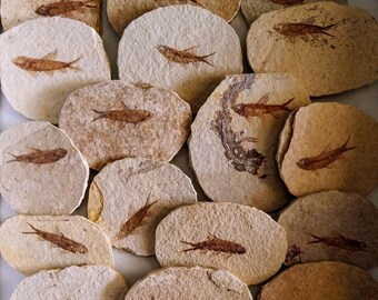 Exocoetoides 29R Fish Fossil Flying Fish - Etsy