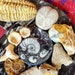 Mystery Mixed Fossil & Mineral Surprise Bag - Etsy