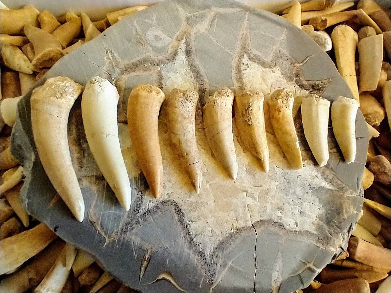 Transparent Dinosaur Teeth - Etsy