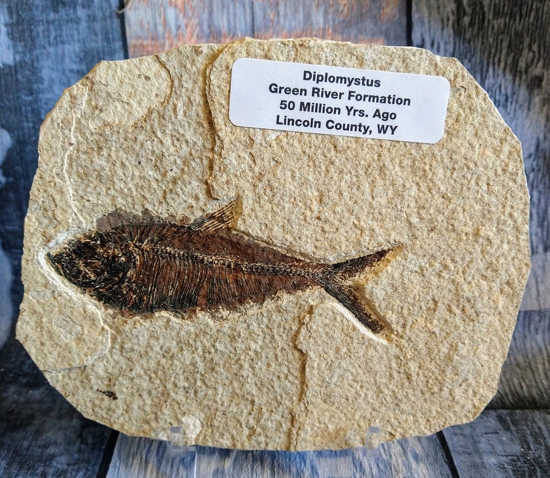 Genuine Fossil Fish - Etsy