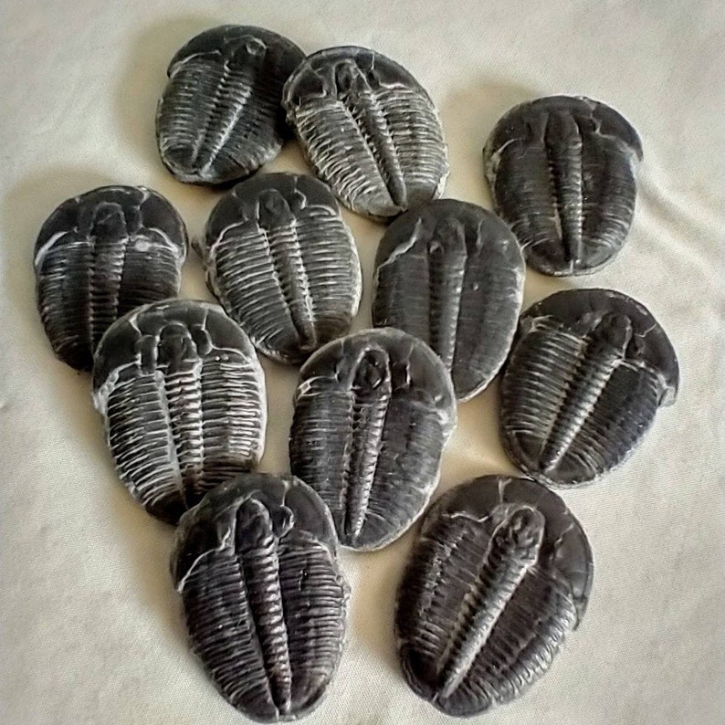 Large Fossil Trilobite Genuine Complete Trilobite - Etsy