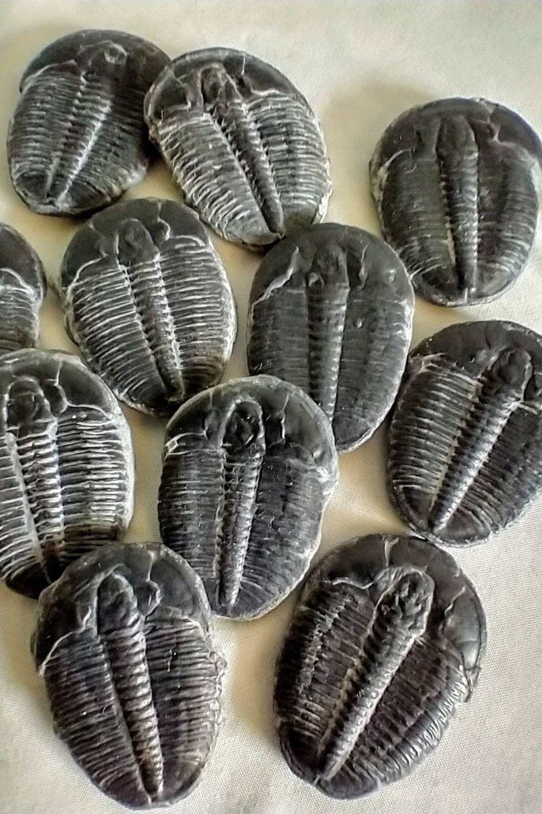 Large Fossil Trilobite Genuine Complete Trilobite - Etsy