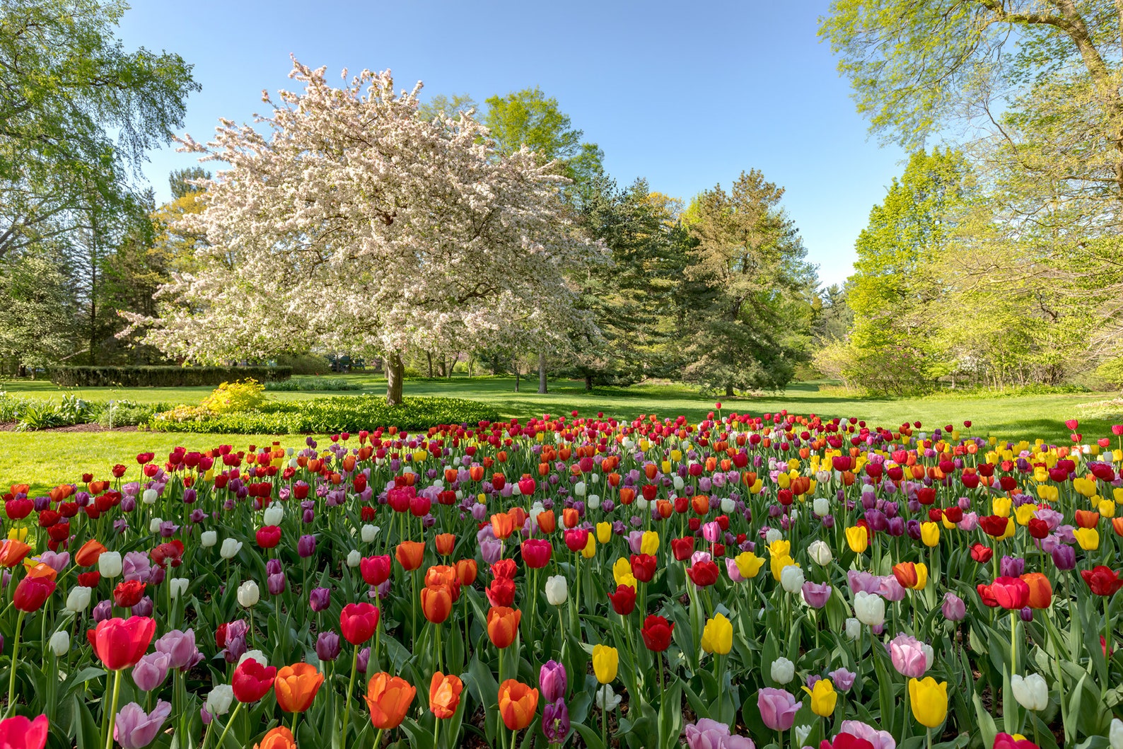 Fine Art Print - Spring Tulips With Flowering Cherry Tree - Free ...