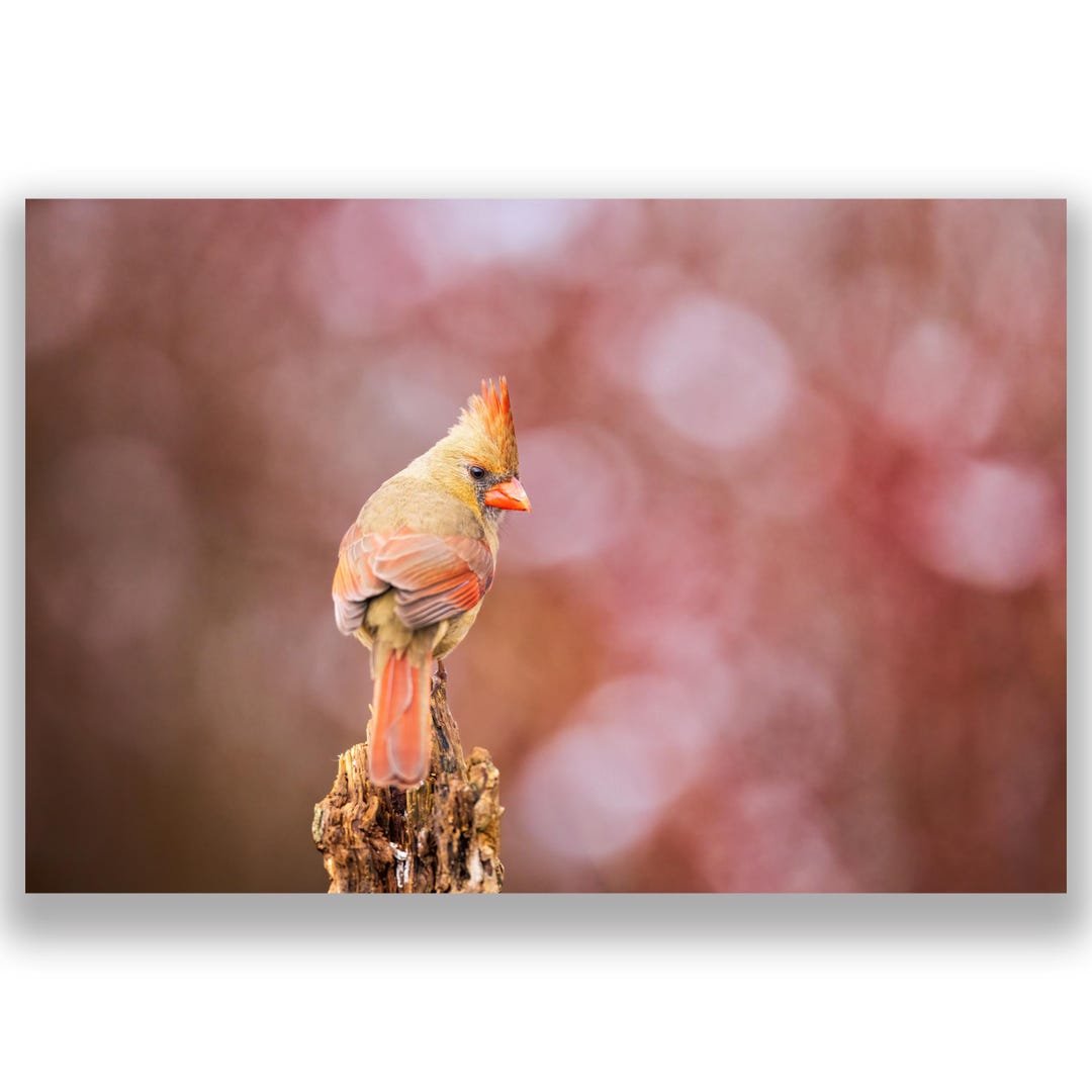 Female Cardinal in Autumn - Fine Art Print - Free Shipping! - Etsy