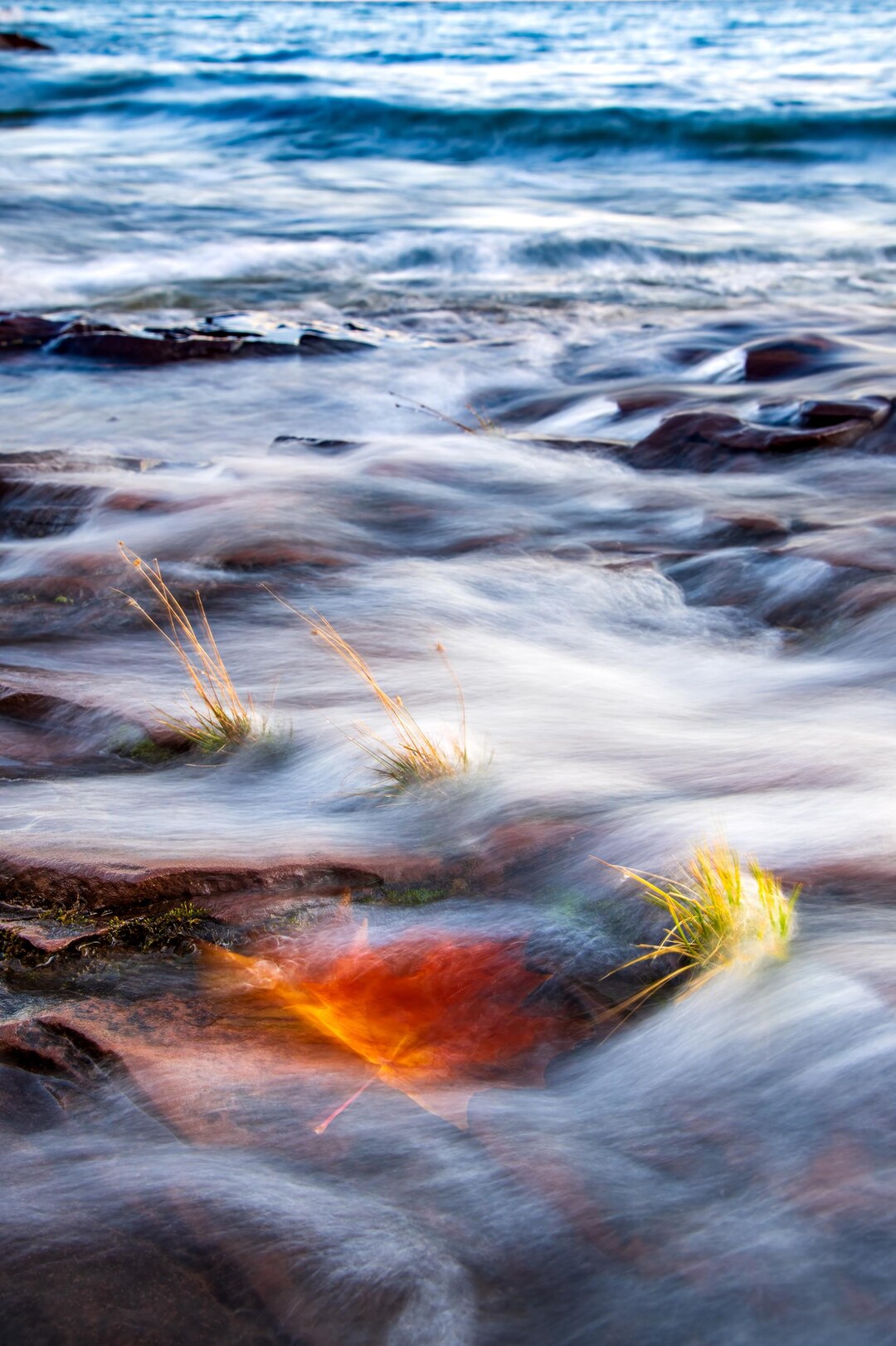 Fine Art Print Autumn Leaf Awash in Lake Superior Abstract Free ...