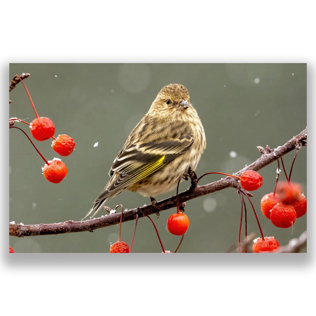 American Goldfinch in Winter With Red Berries Photo Print - Fine Art ...