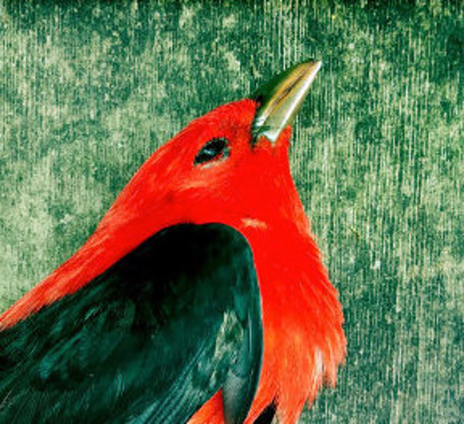 Scarlet Tanager Photo Print Dead Bird Morbid Original Art | Etsy