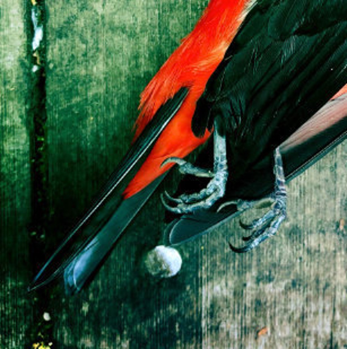 Scarlet Tanager Photo Print Dead Bird Morbid Original Art | Etsy