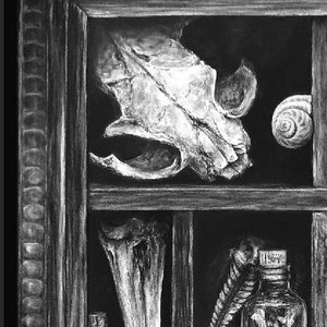 Curio Cabinet Skull Bones Nature Vials Butterfly Feather Teeth Snail ...