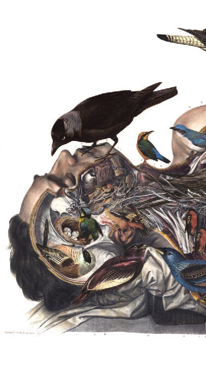 Medical Wall Decor Art Print. Anatomical Surgical Reference - Etsy