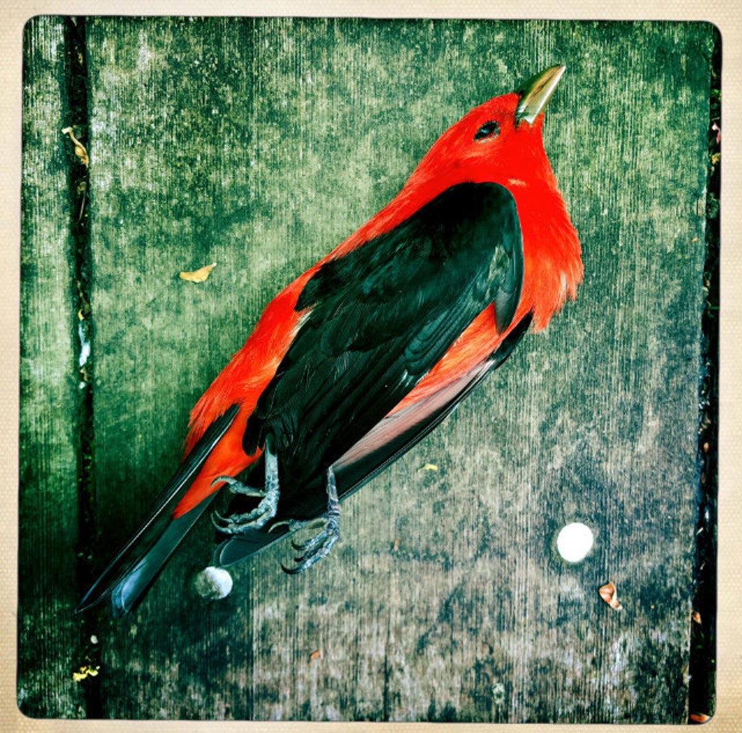 Scarlet Tanager Photo Print Dead Bird Morbid Original Art Square Image ...