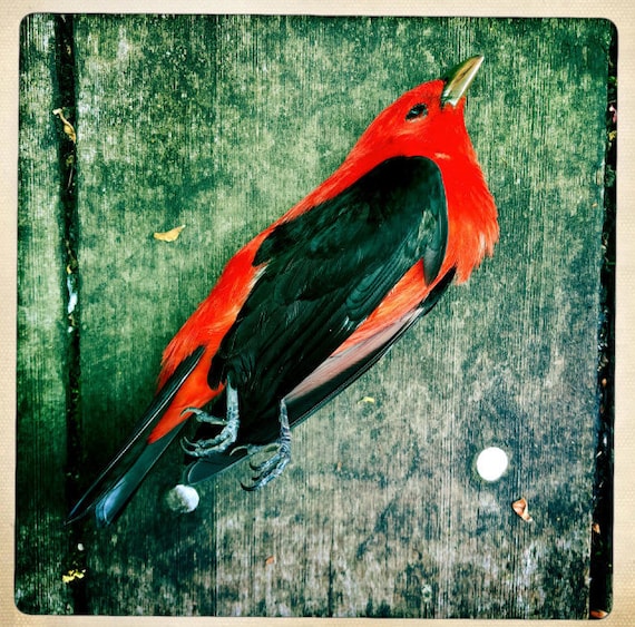 Scarlet Tanager Photo Print Dead Bird Morbid Original Art - Etsy