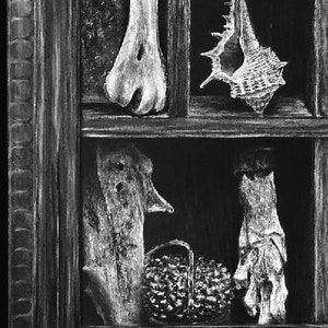 Curio Cabinet Skull Bones Nature Vials Butterfly Feather Teeth Snail ...