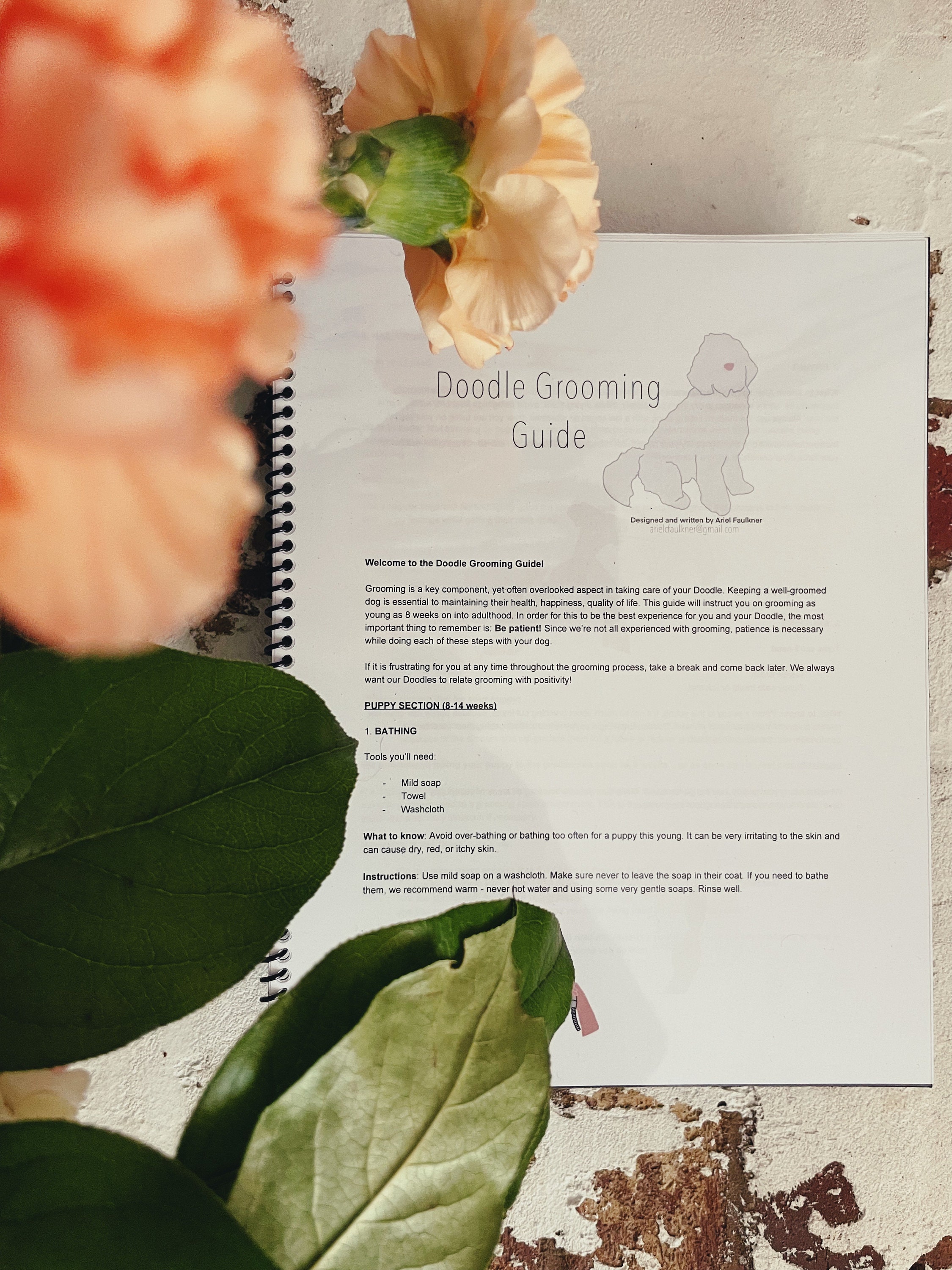 Illustrated Grooming Guide for Doodles and Poodles - Etsy