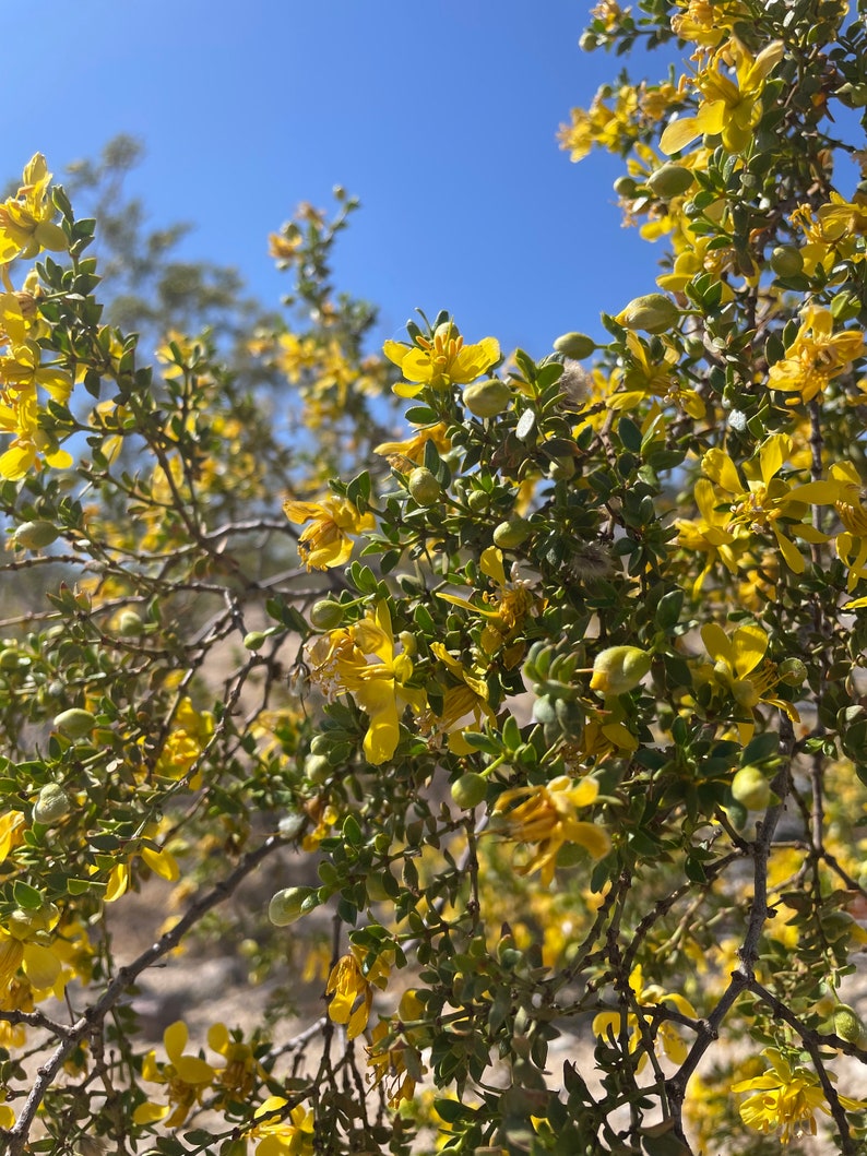 Creosote Bush Seeds (larrea Tridentata) 15 Seeds - Etsy
