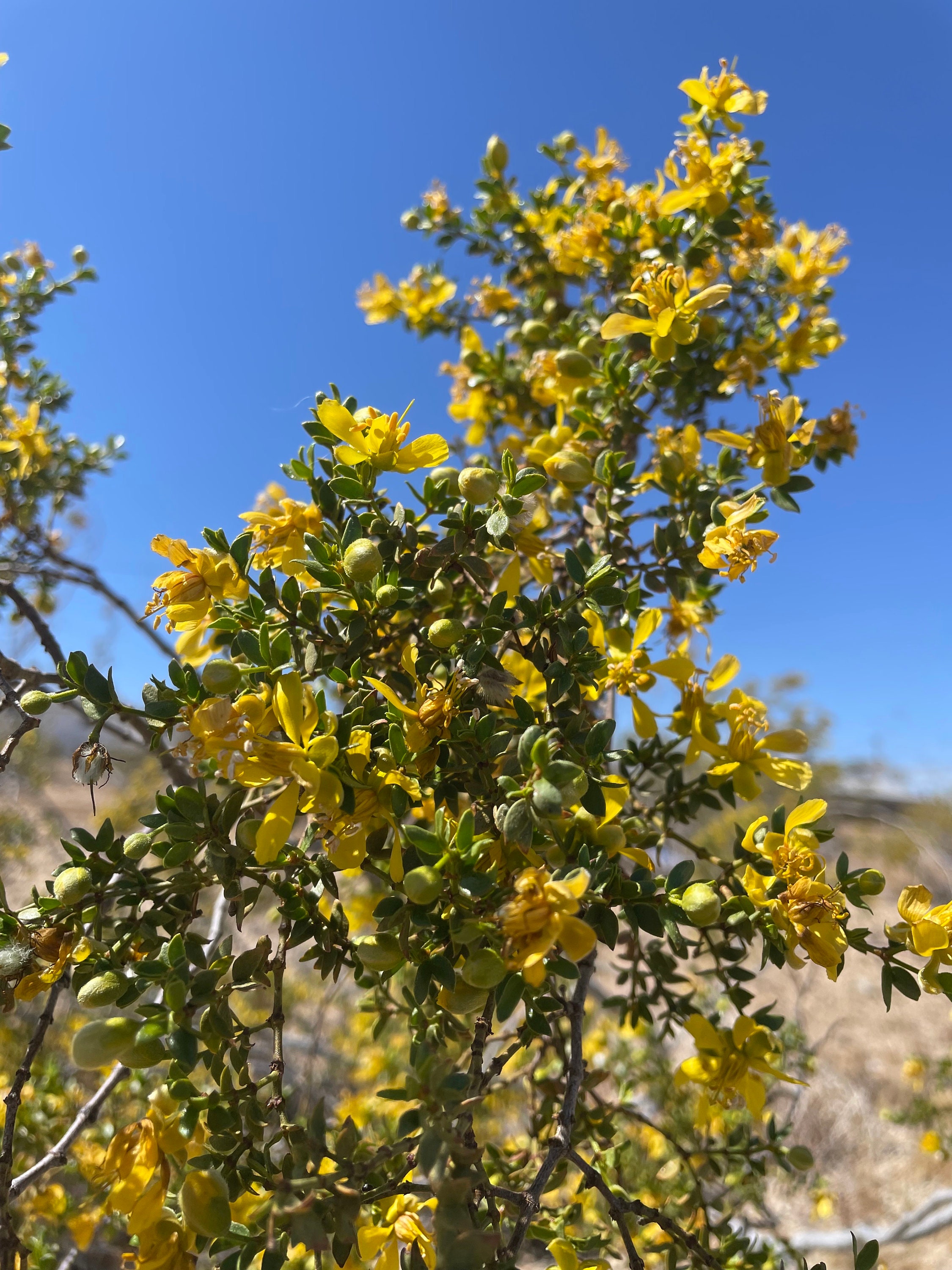 Creosote Bush Seeds (larrea Tridentata) 15 Seeds - Etsy