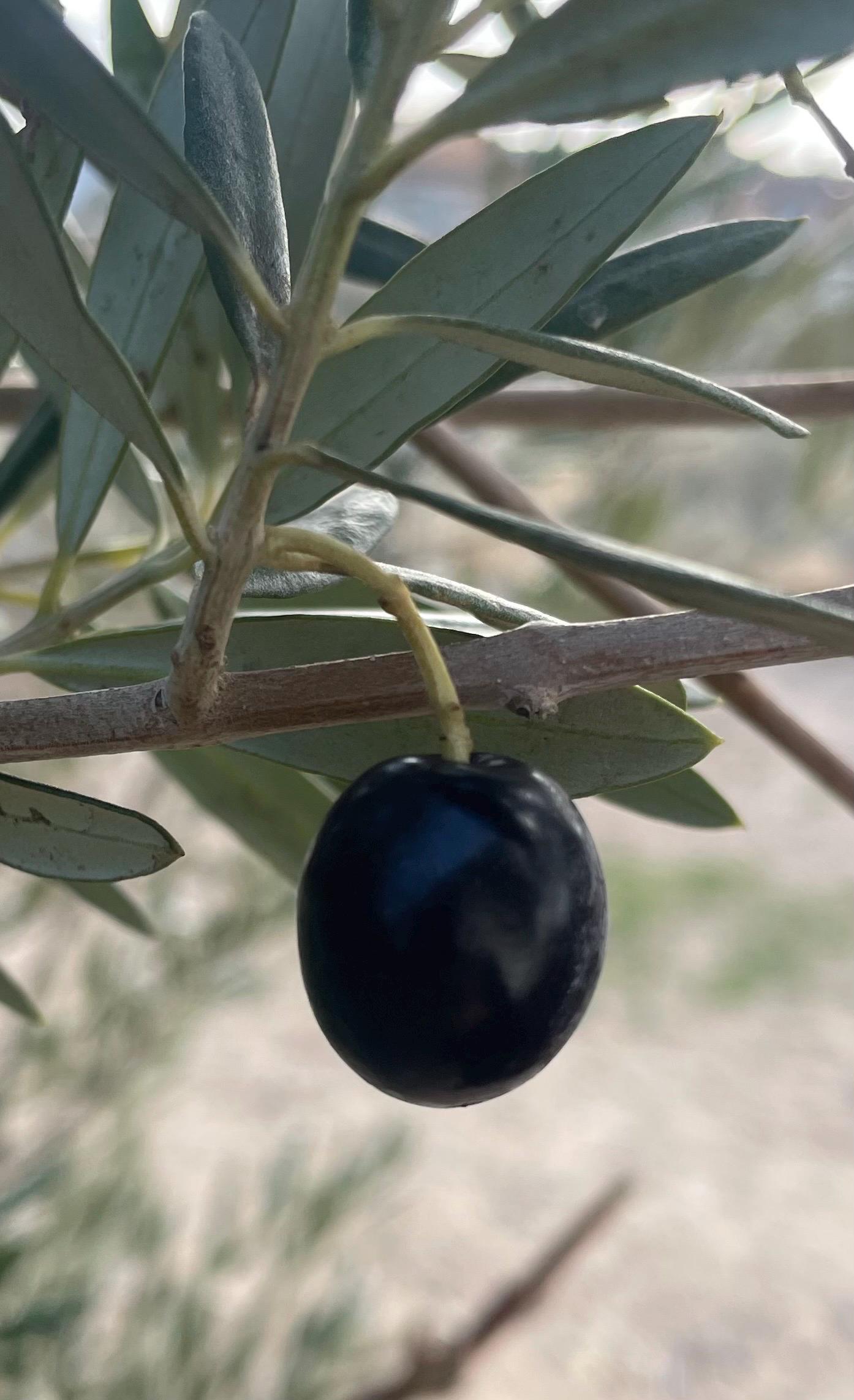 Olive Tree Seeds X 8 - Etsy
