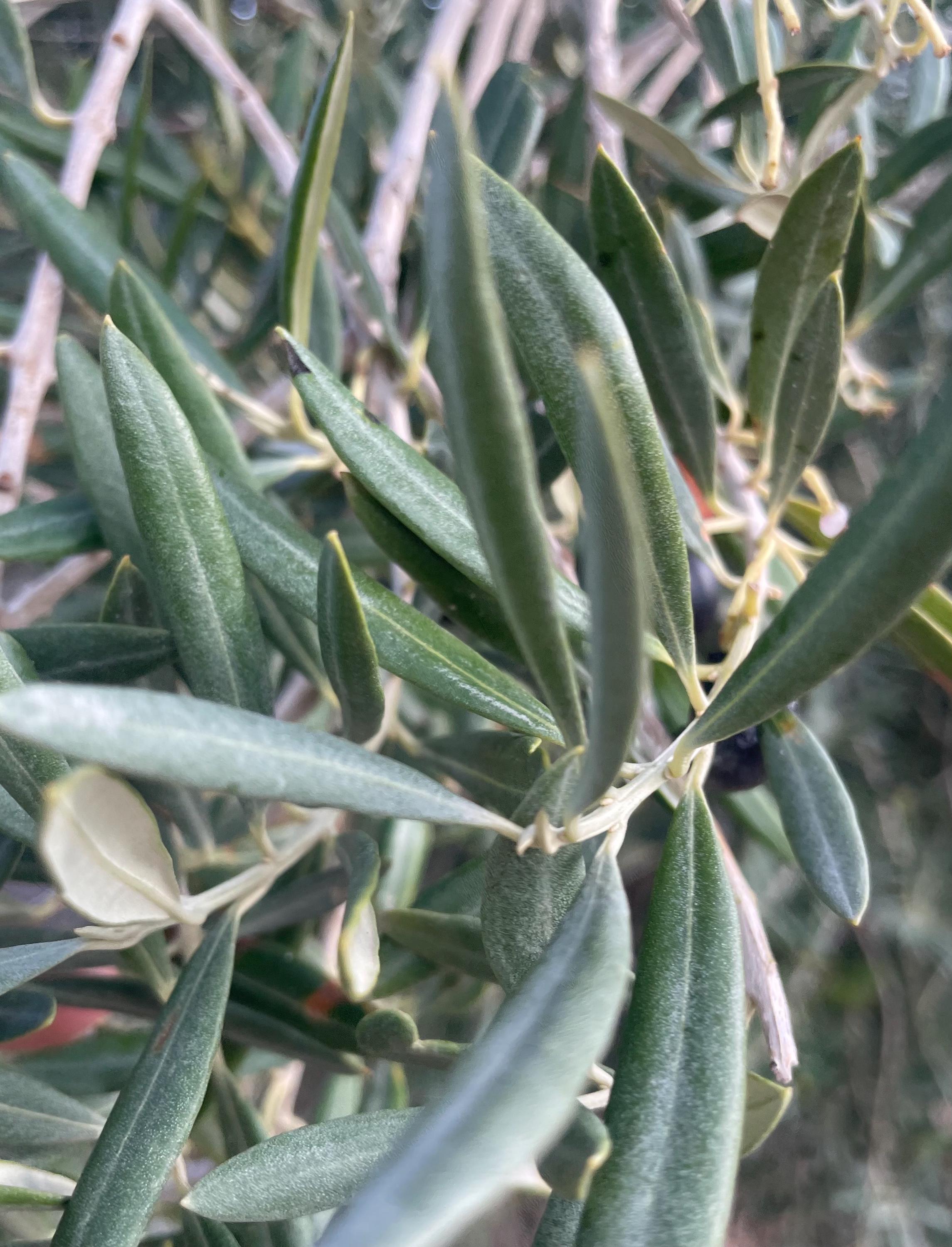 Olive Tree Seeds X 8 - Etsy