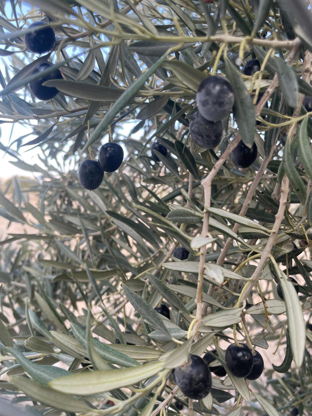 Olive Tree Seeds X 8 - Etsy