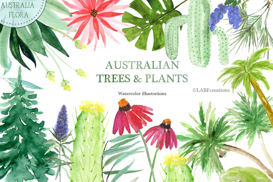 Australian Plants & Trees, Watercolor Illustrations. Eucalyptus, Palm ...