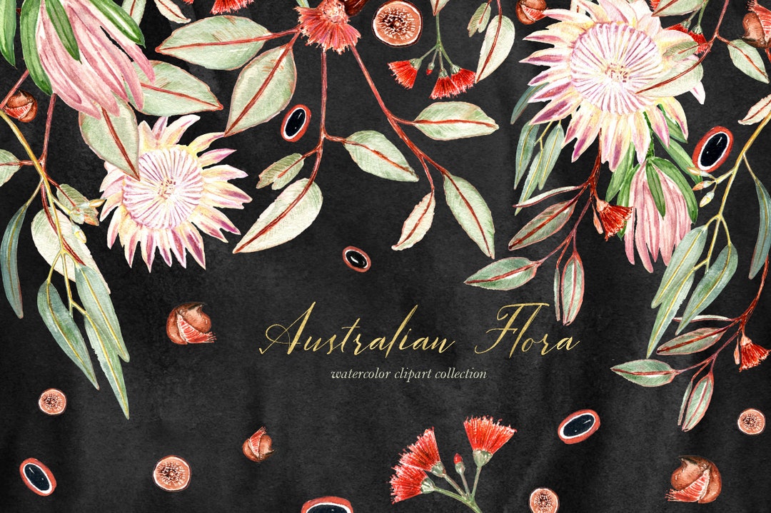 Australian Flora, Watercolor Clipart. Protea Flowers. Eucalyptus ...