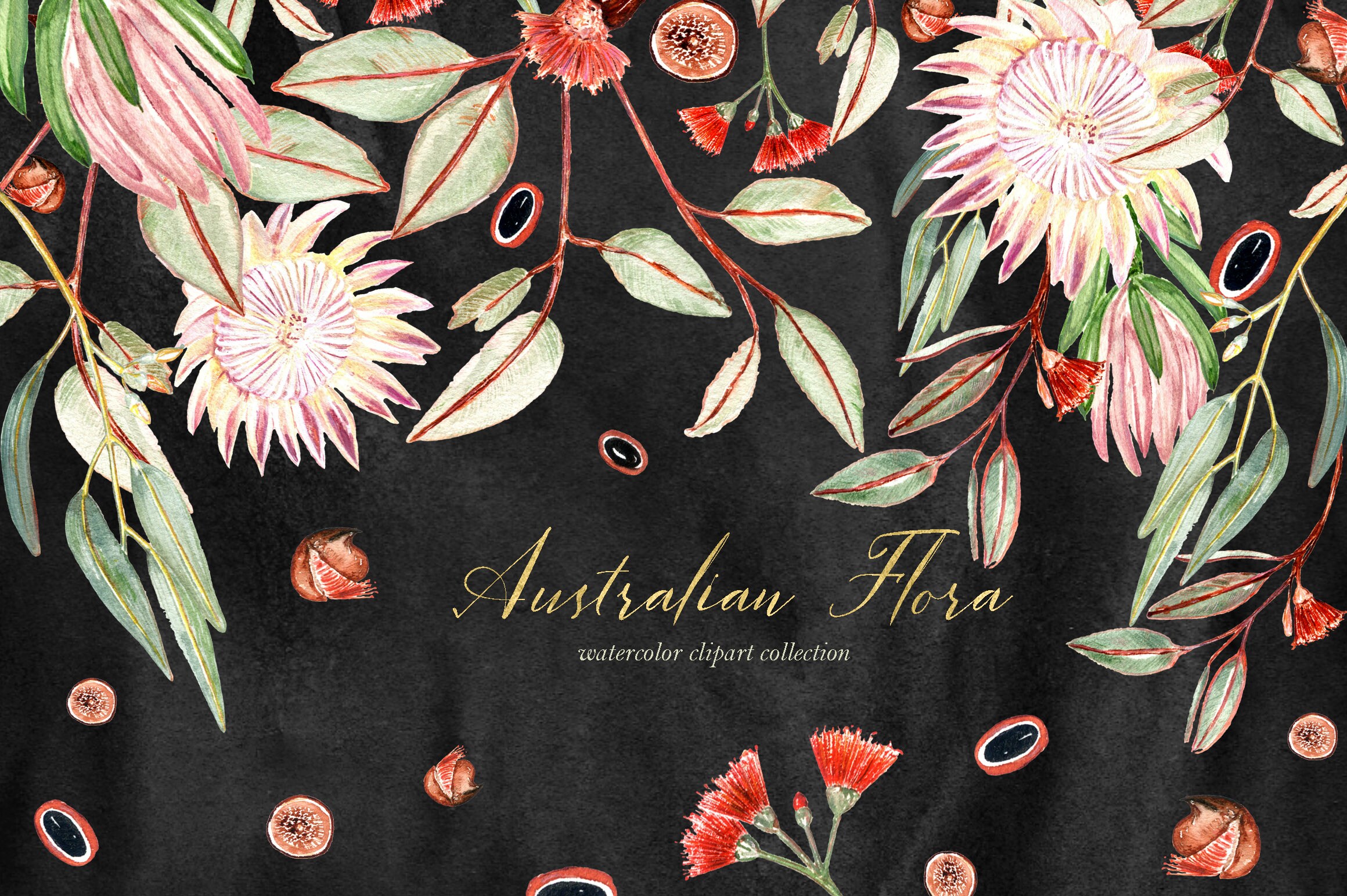 Australian Flora, Watercolor Clipart. Protea Flowers. Eucalyptus ...